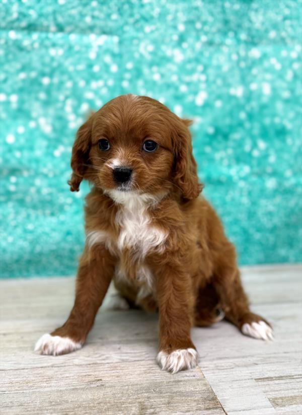 Cavapoo Puppy Brindle / White ID:7357 Located at Petland Fort Walton ...