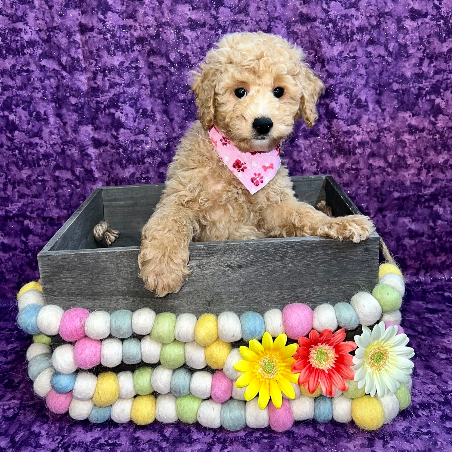 Poodle Puppy Cream ID:5229 Located at Petland Fort Walton Beach, FL